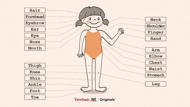 Girls Body Parts Name With Picture